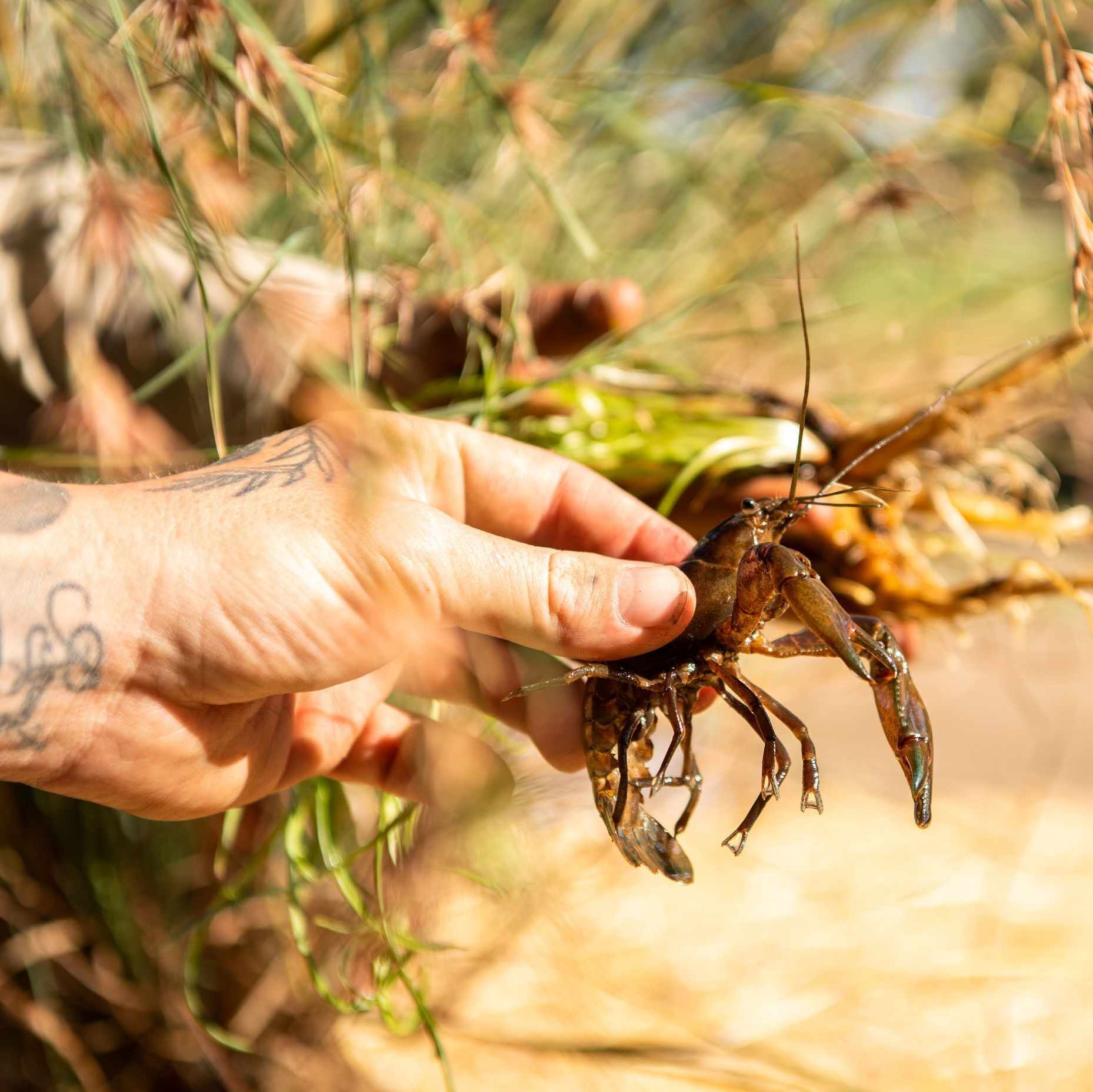 DJAARA Launches new enterprise – DJAKITJ – Djaara (Dja Dja Wurrung ...