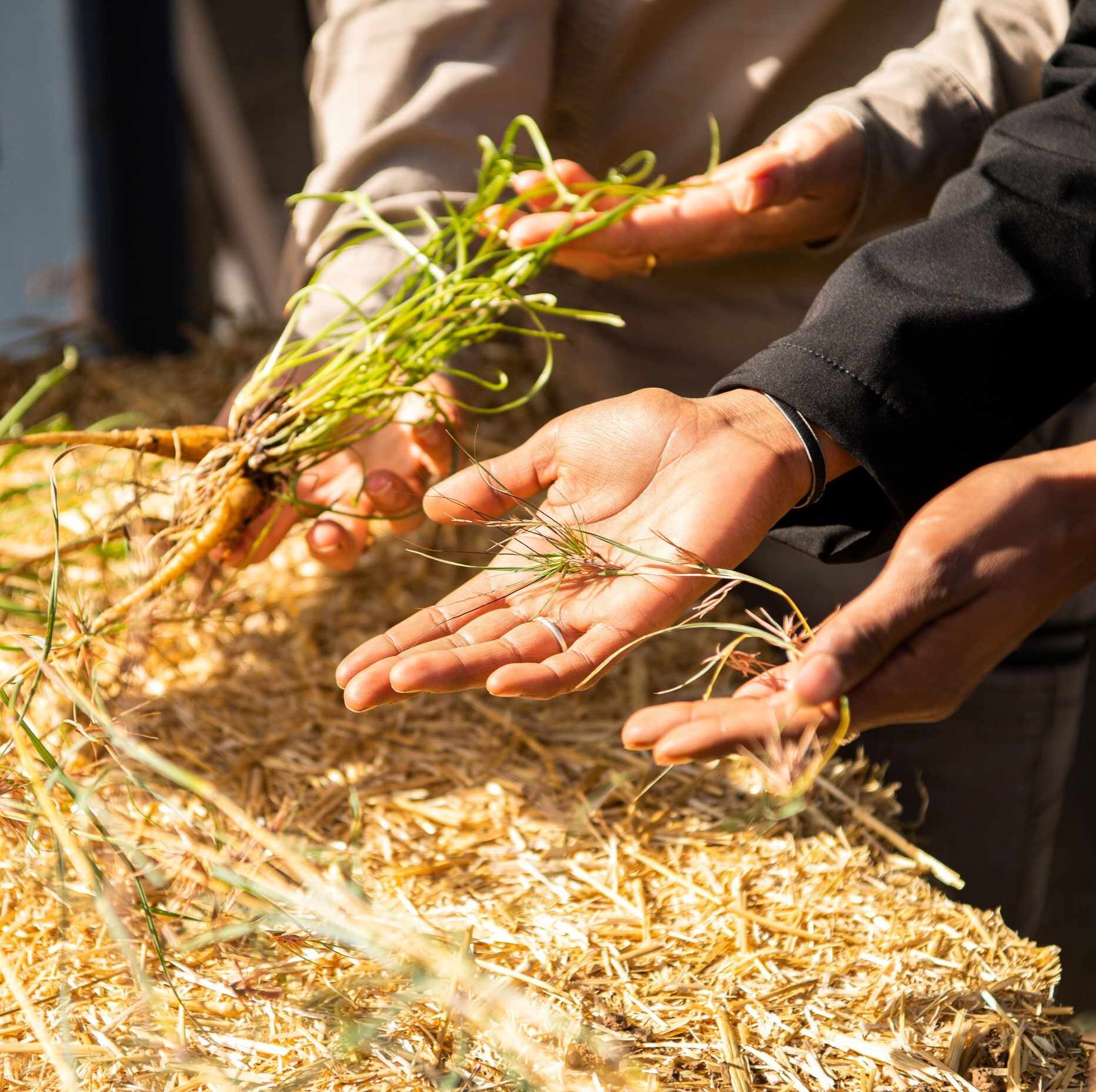 DJAARA Launches new enterprise – DJAKITJ – Djaara (Dja Dja Wurrung ...