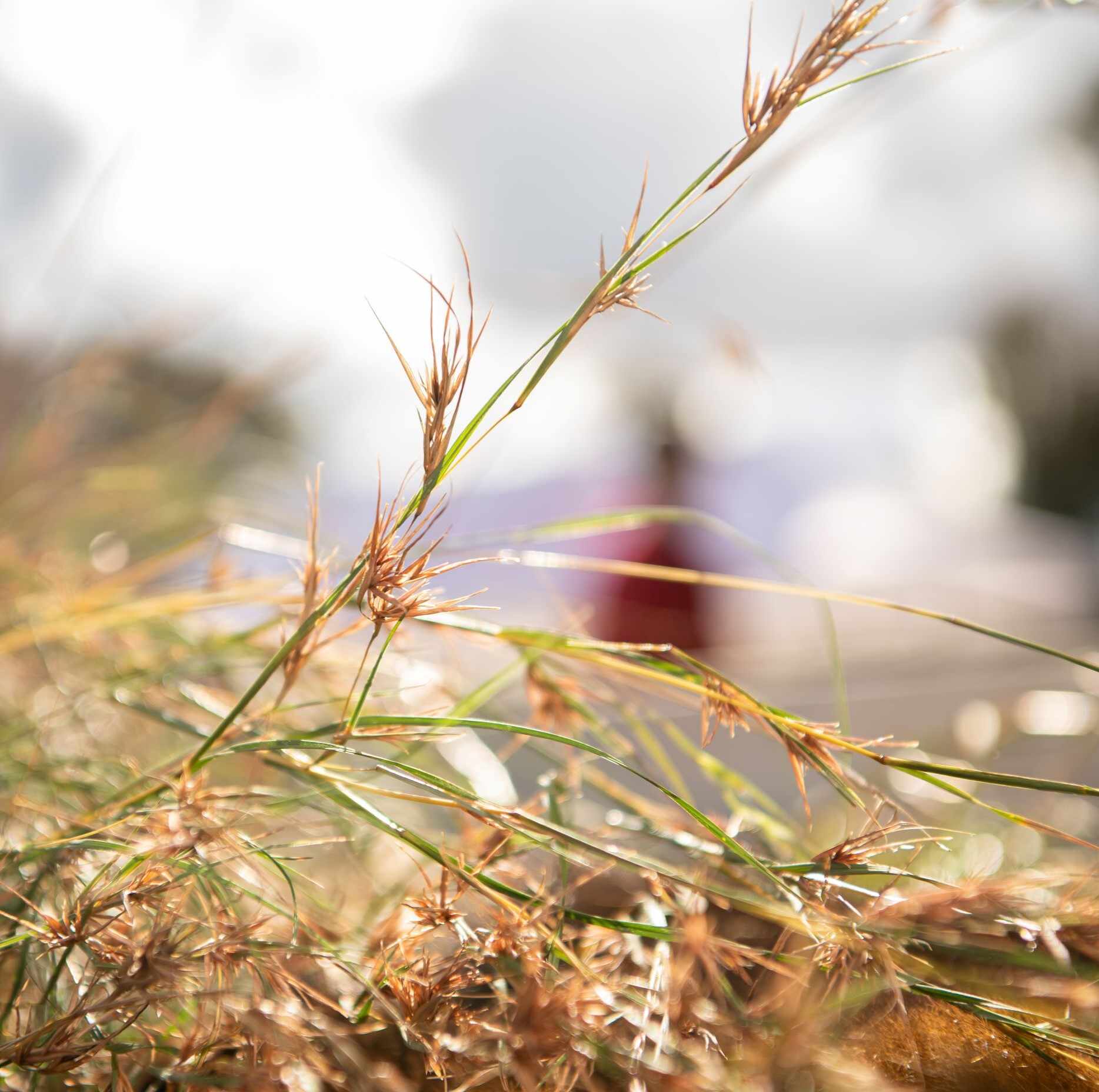 DJAARA Launches new enterprise – DJAKITJ – Djaara (Dja Dja Wurrung ...